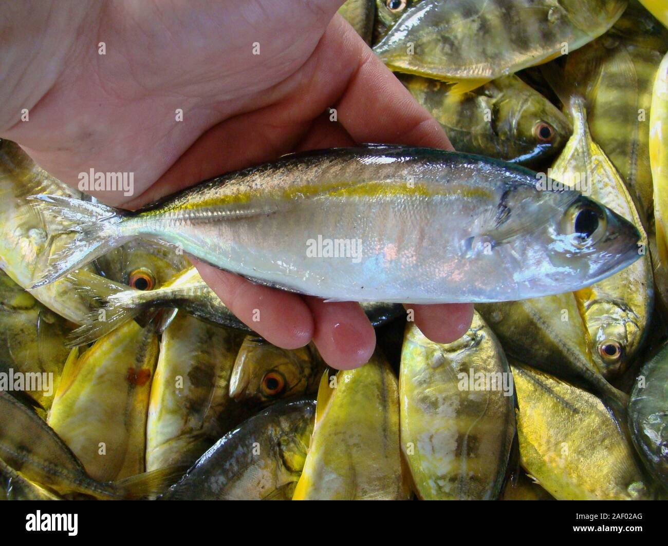 Freshly caught juvenile fish for sale at a fish stall in Mindoro island ...
