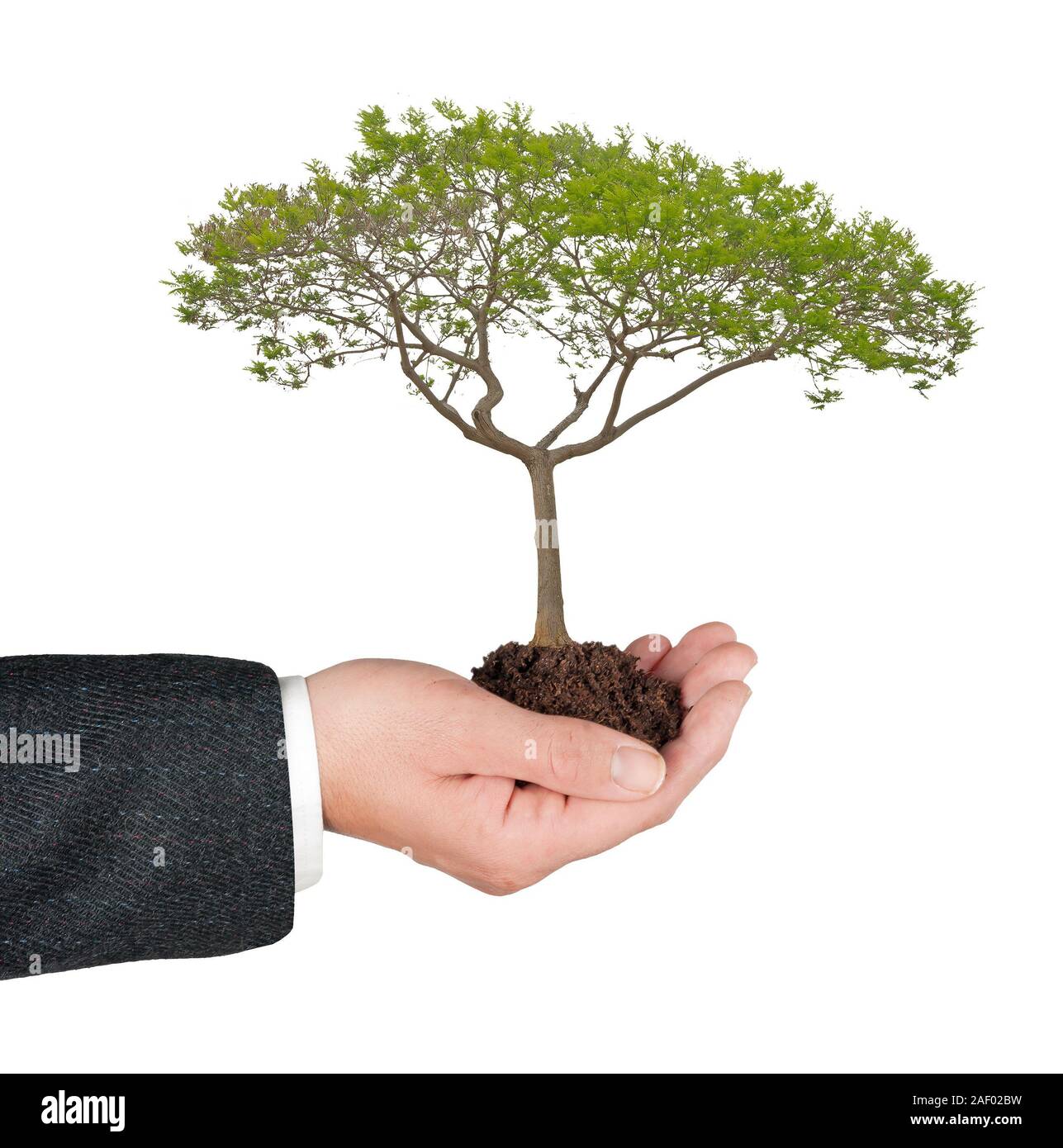 tree in hand Stock Photo - Alamy