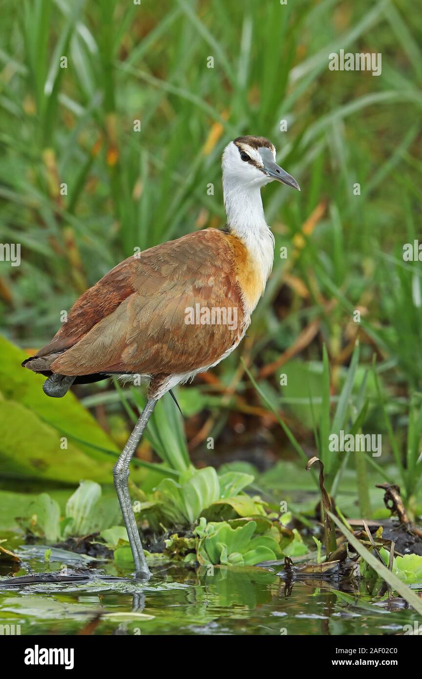 African Jacana (Actophilornis africanus) close up of immature in marsh ...