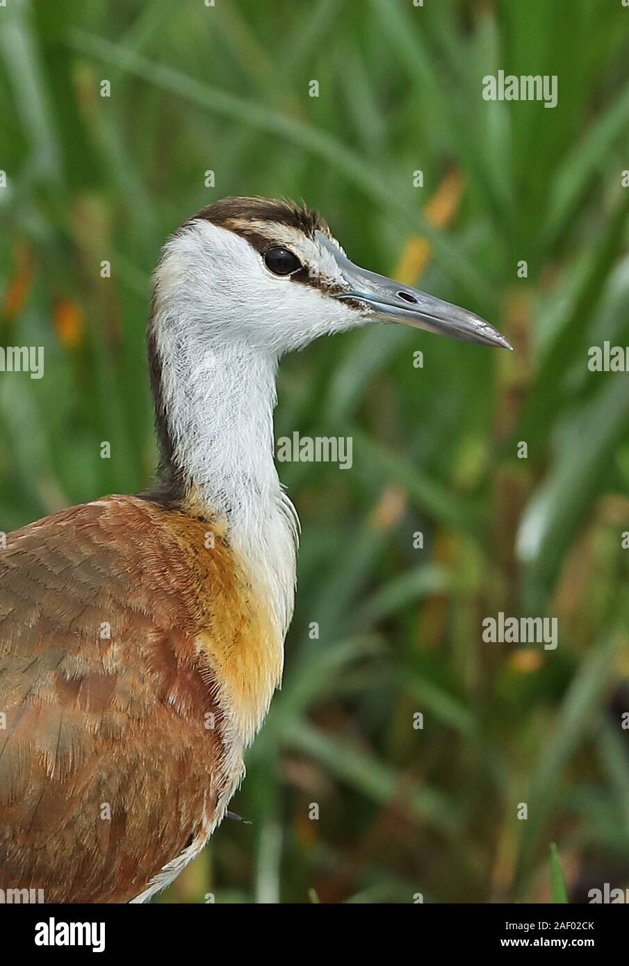 African Jacana (Actophilornis africanus) close up of immature's head ...