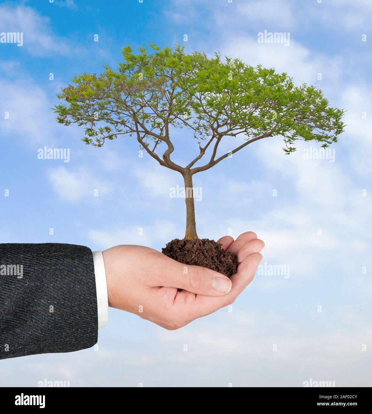 tree in hand Stock Photo - Alamy