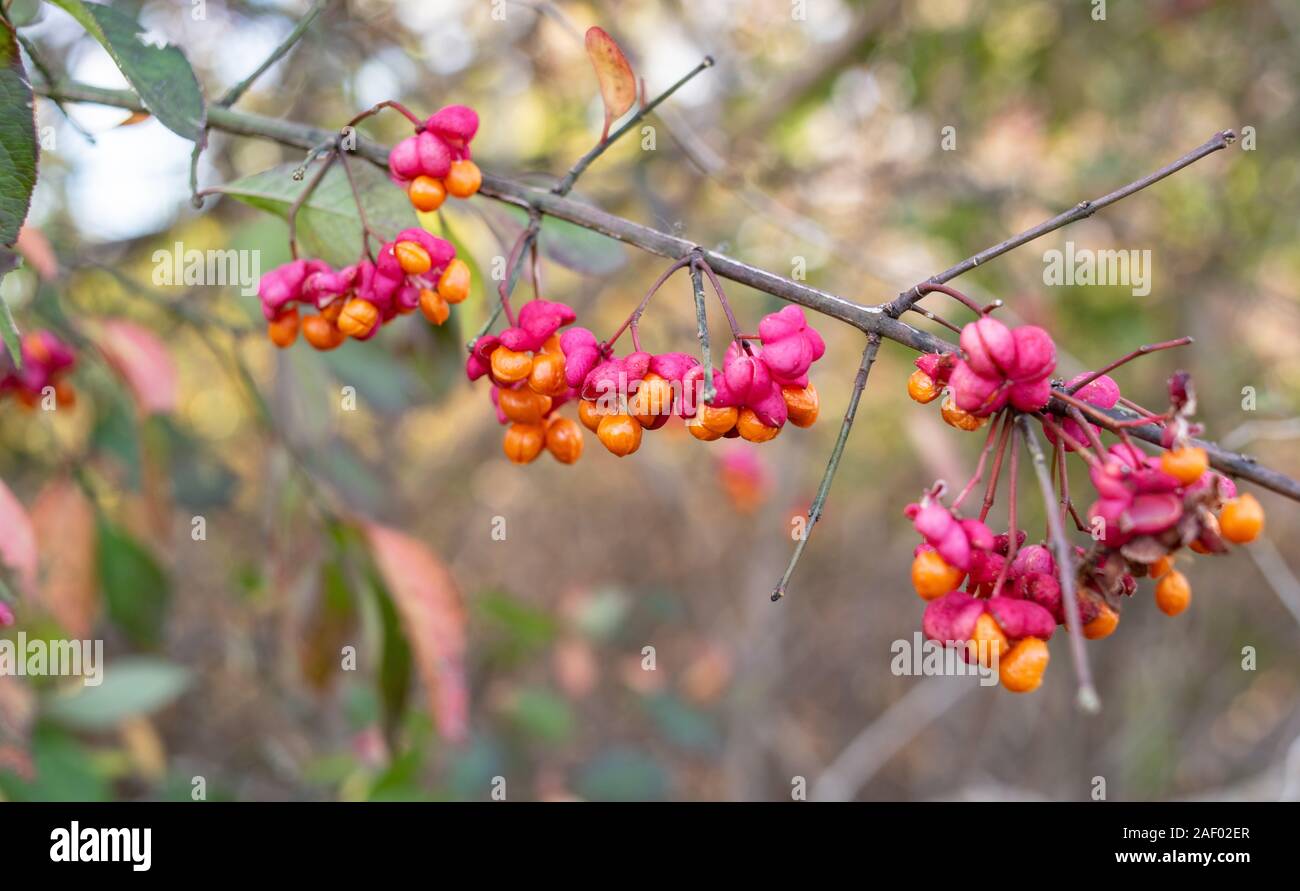Spindle berries hi-res stock photography and images - Alamy