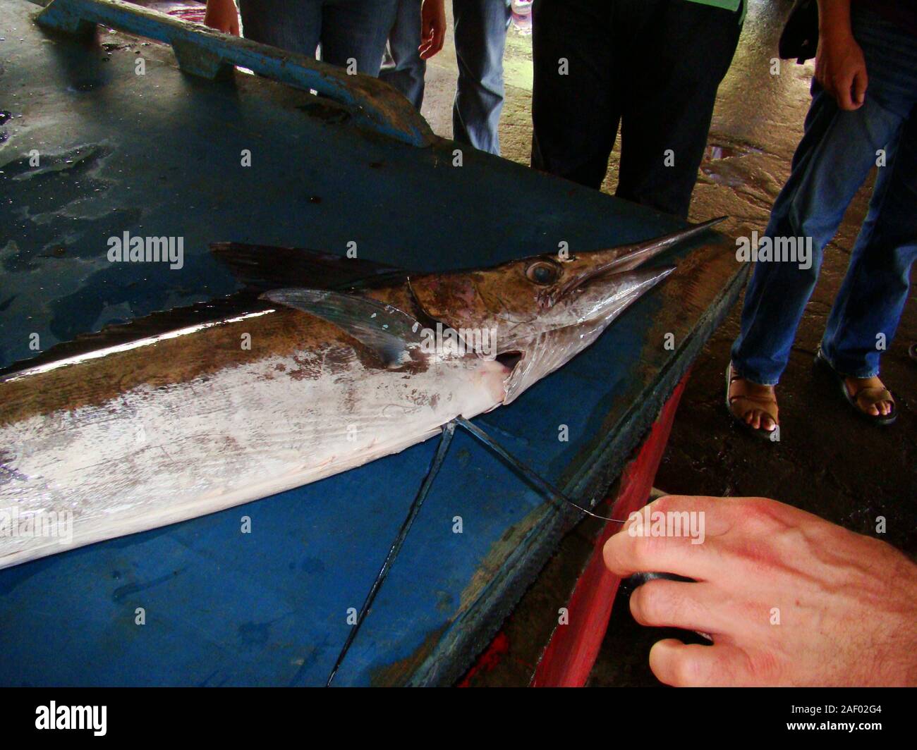 Freshly caught juvenile sailfish for sale at a fish stall in Mindoro ...