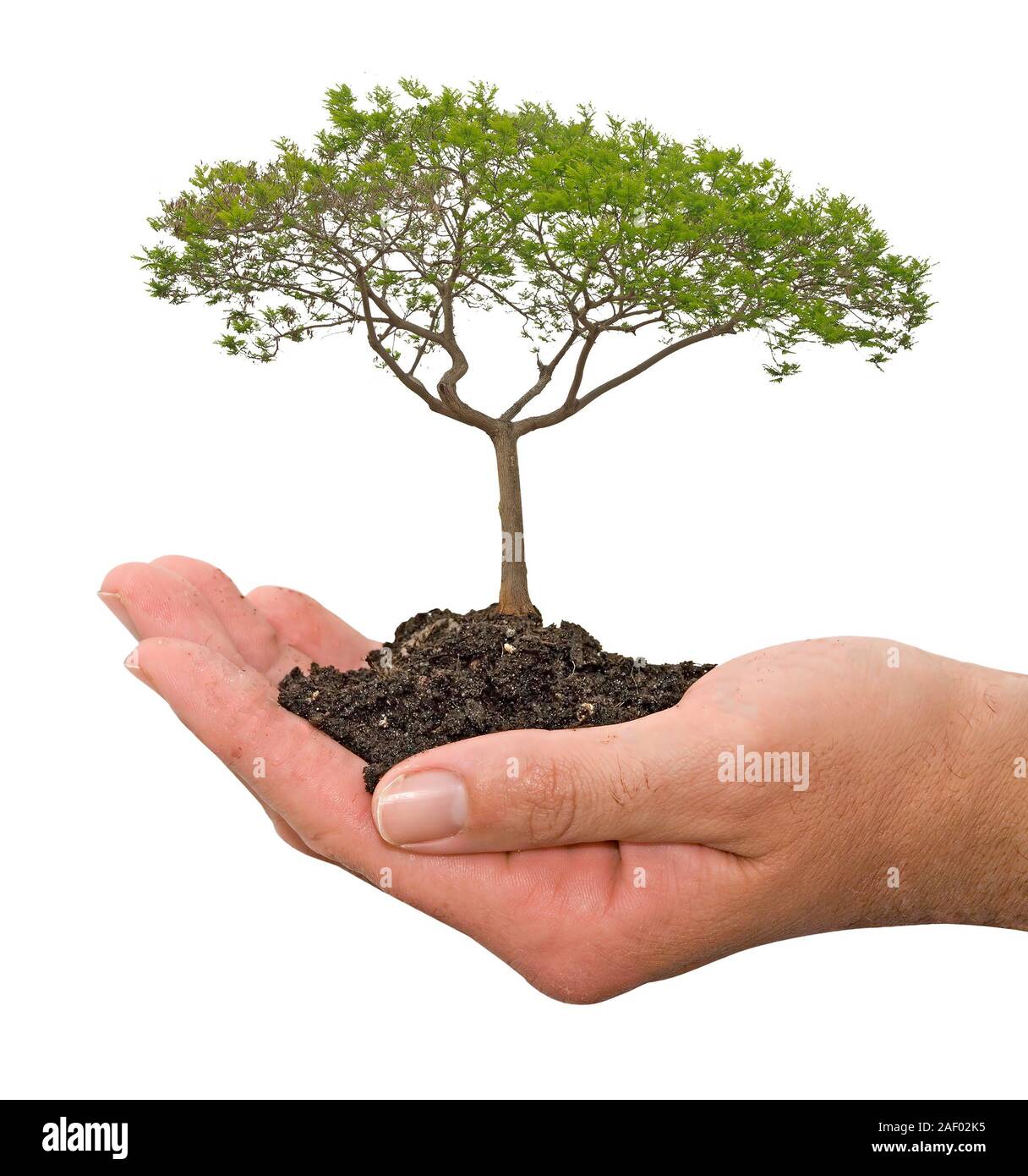 tree in hands Stock Photo - Alamy
