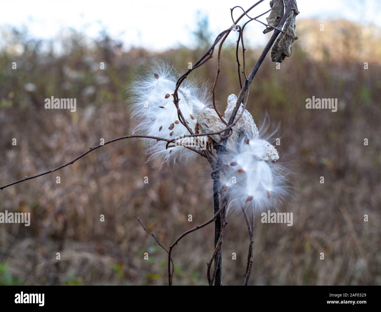 Common milkweed common milkweed hi-res stock photography and images - Alamy