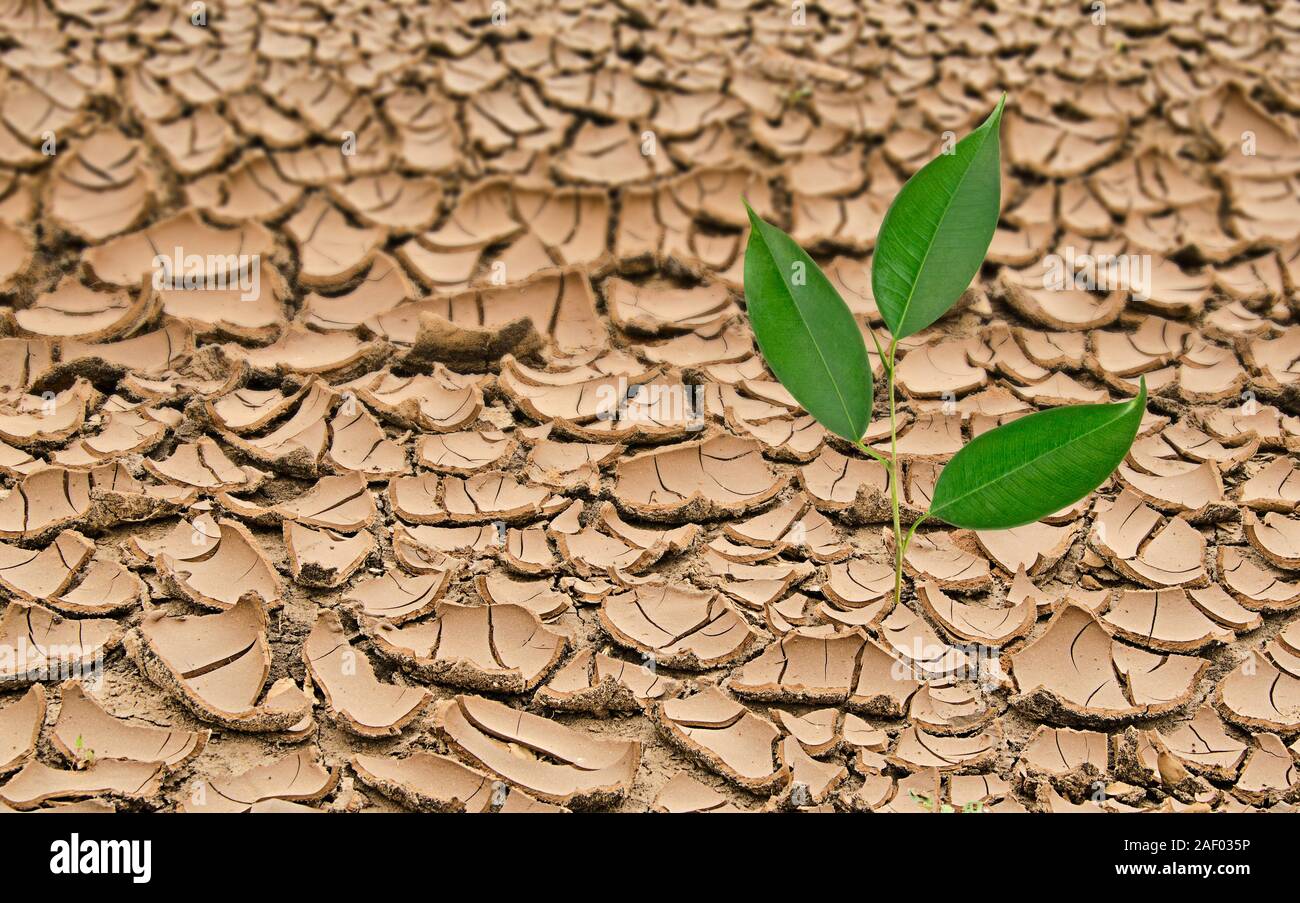 Barren land at summer Stock Photo - Alamy