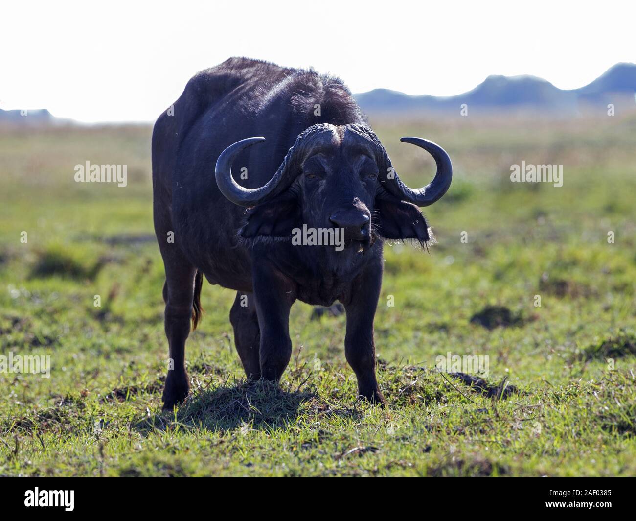 Cape buffalo standing Stock Photo - Alamy