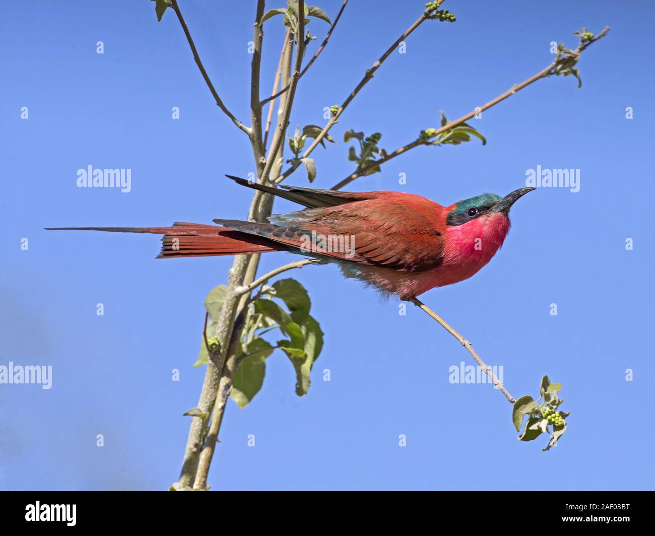 Carmine bee eater botswana hi-res stock photography and images - Alamy