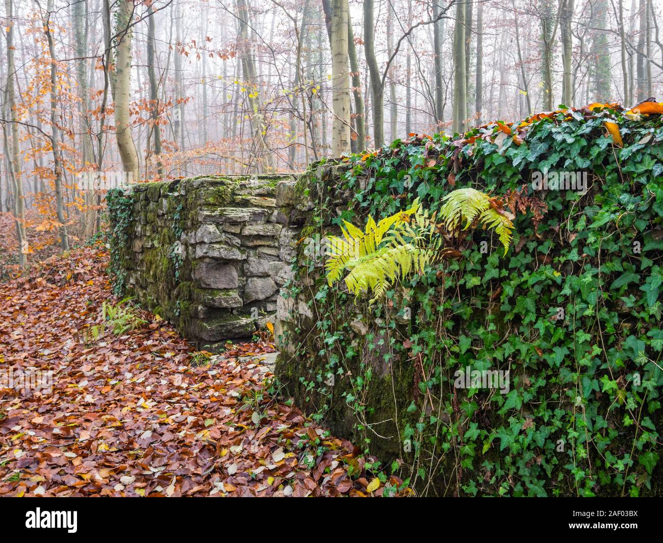 Ruins of the Wittekindsburg Castle near Rulle, Osnabrueck-Land, Lower ...