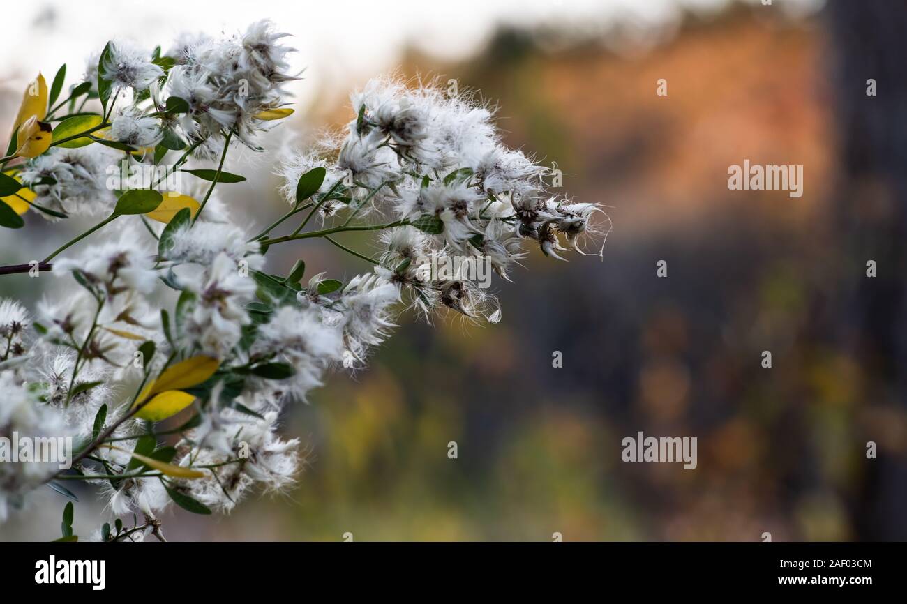 Puffy leaves hi-res stock photography and images - Alamy