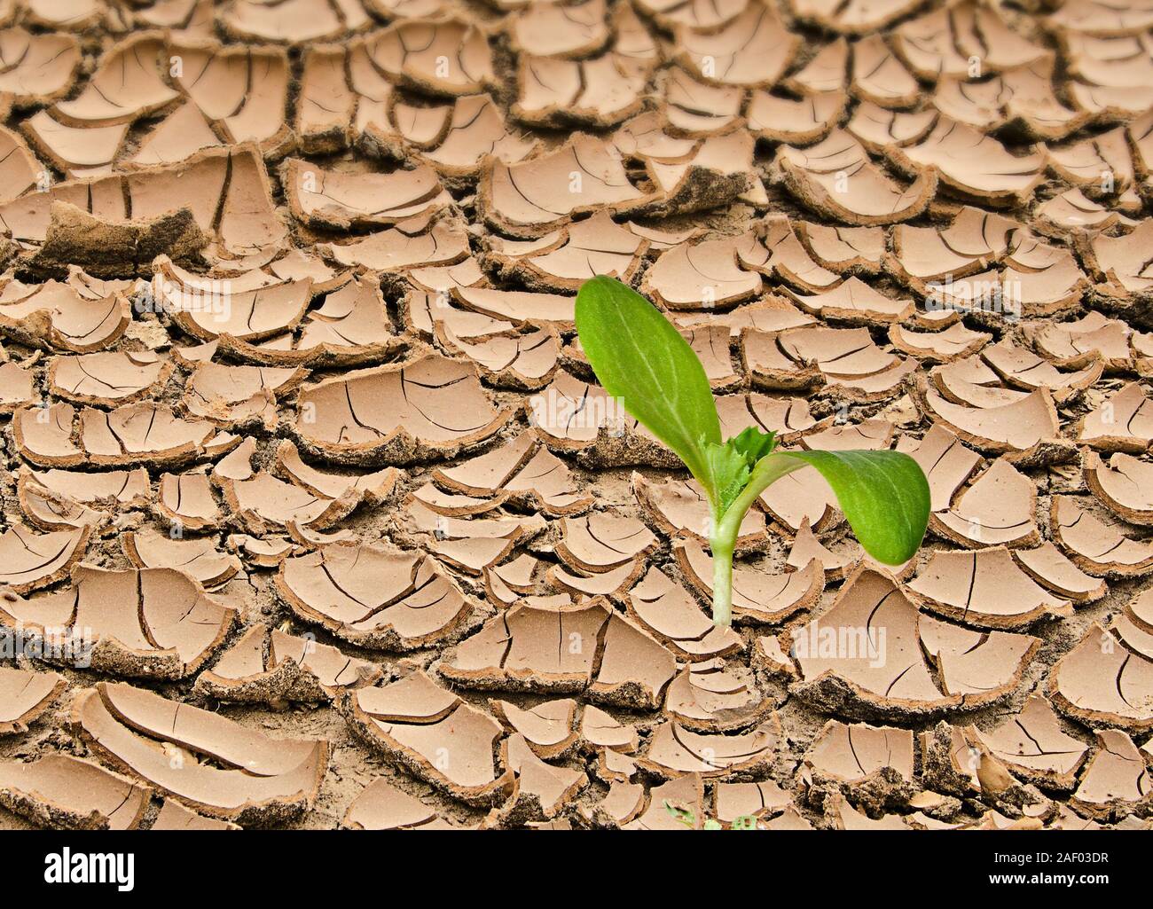 Plant Growing From Barren Land Stock Photo Alamy