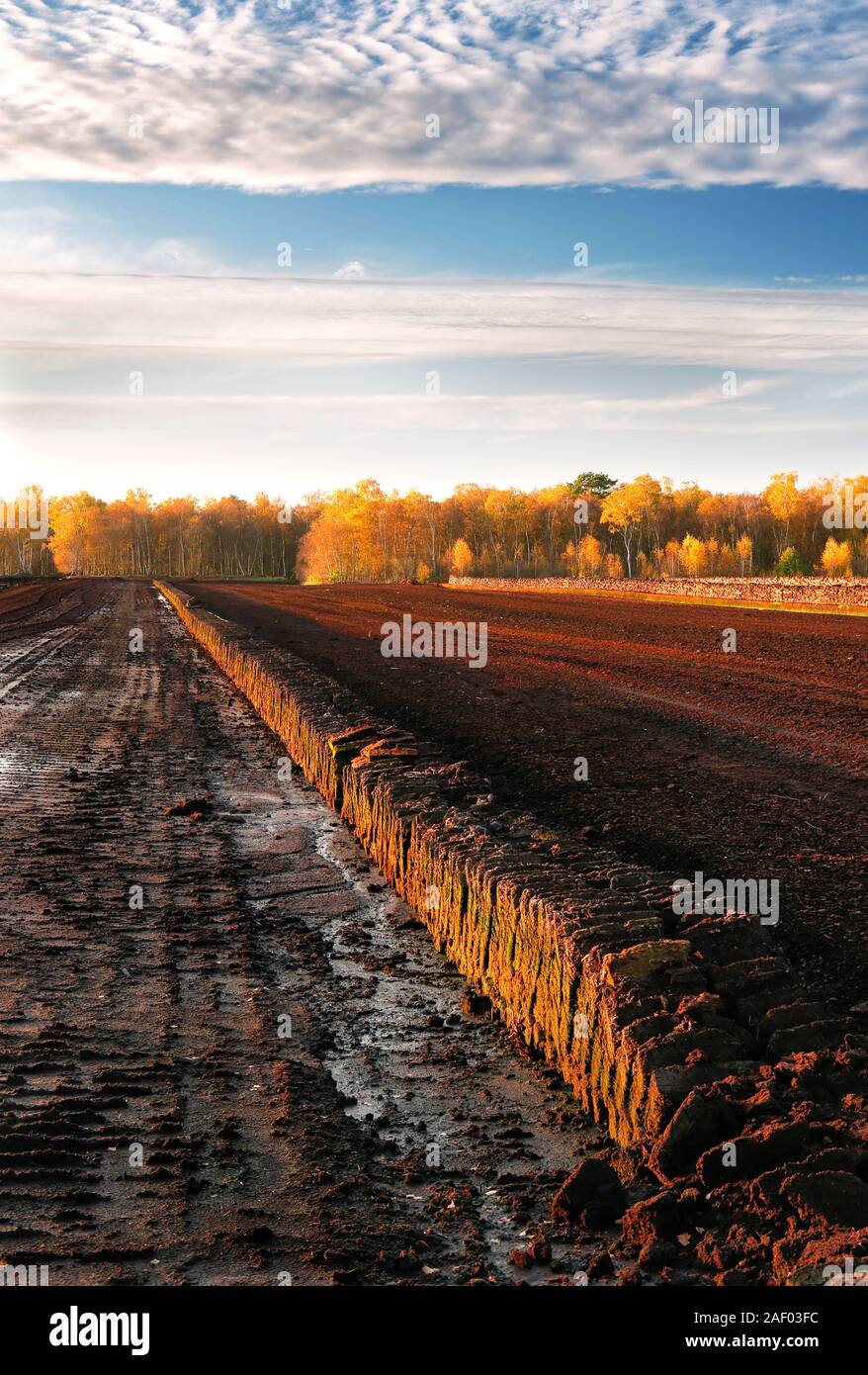 Rows of cutted peat at an excavation side in a peat bog at Northwestern ...