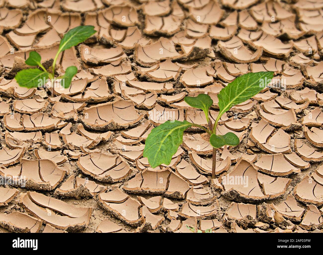 Plant growing from barren land Stock Photo - Alamy