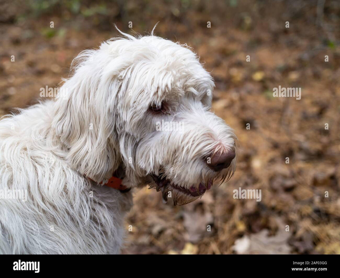 Italian spinone hi-res stock photography and images - Alamy
