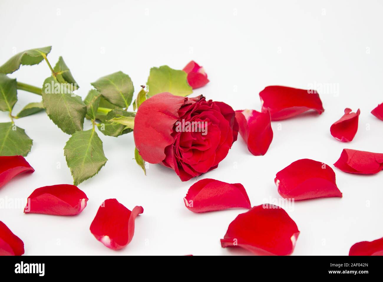 Beautiful rose flower in garden. Rose flower background. Roses flower ...