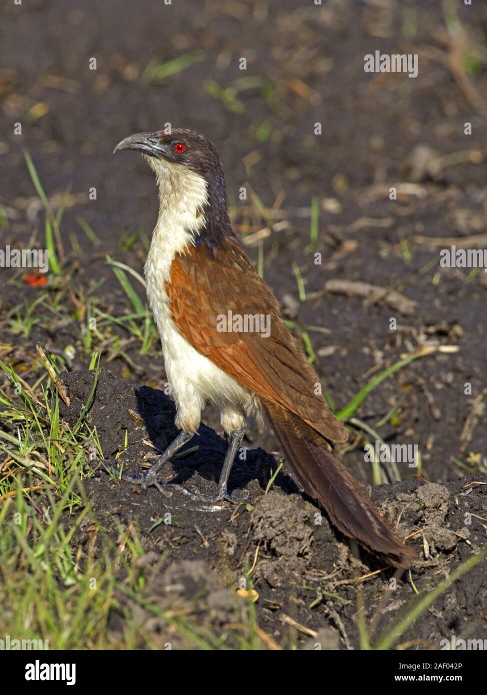 Coppery-tailed coucal standing Stock Photo - Alamy