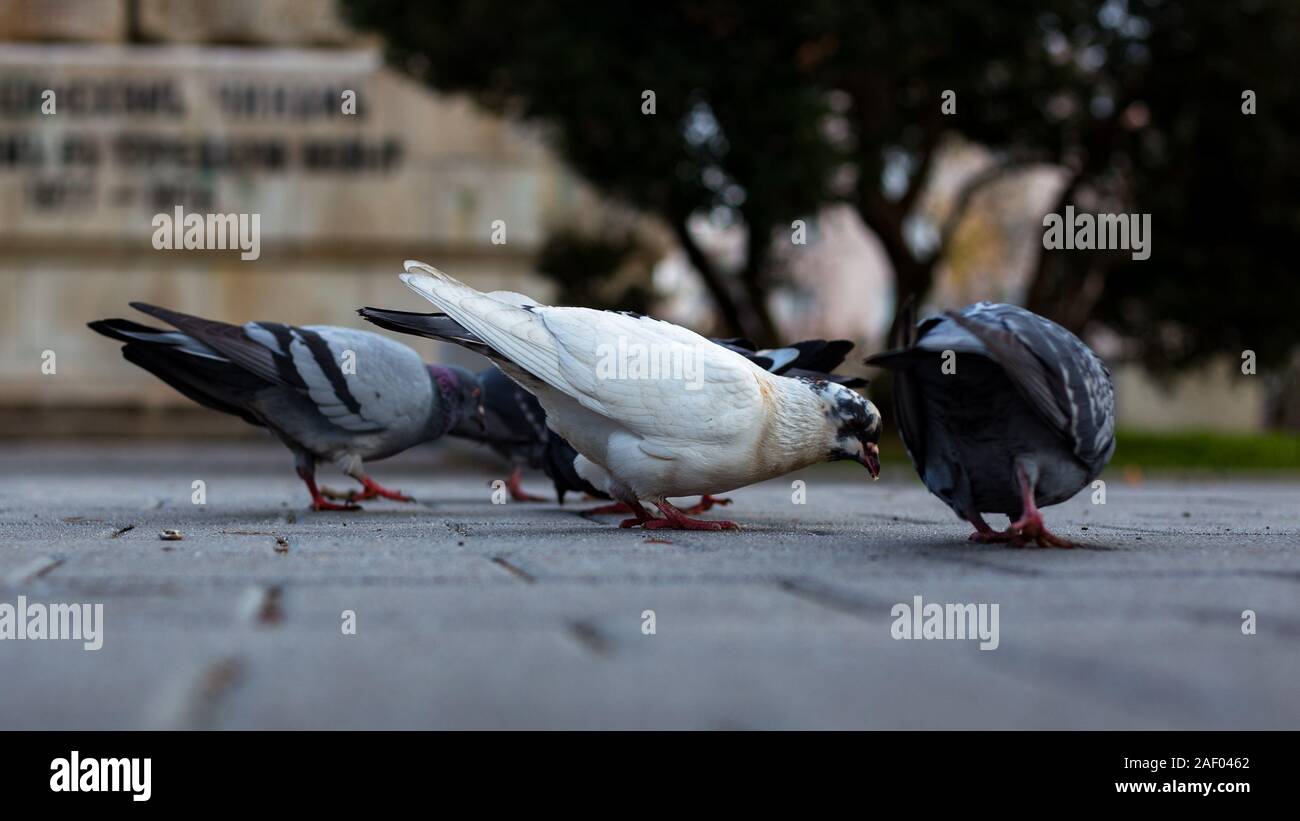 Pigeons Eating Bread High Resolution Stock Photography and Images - Alamy