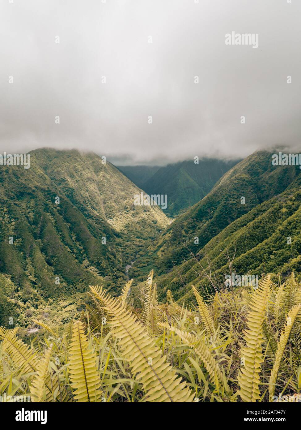 Nature of Maui, Hawaii Stock Photo - Alamy
