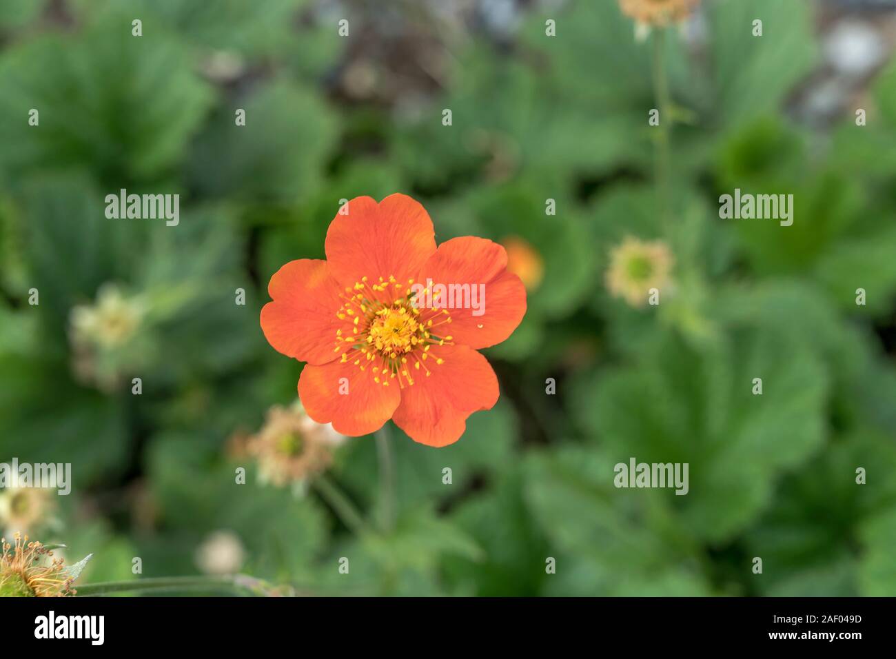 Geum coccineum rosefam hi-res stock photography and images - Alamy