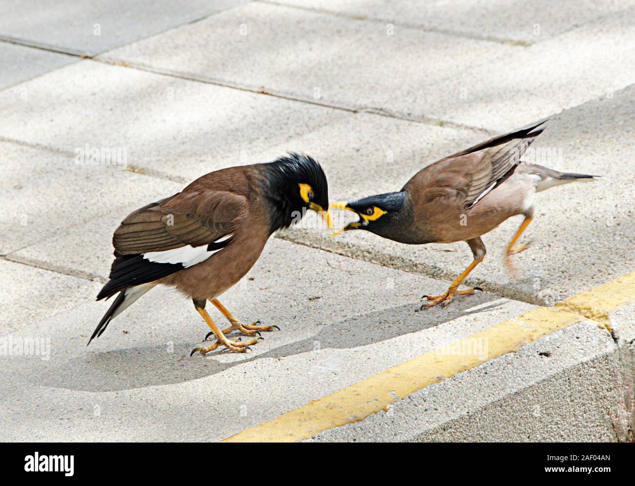 Pair of birds Stock Photo - Alamy