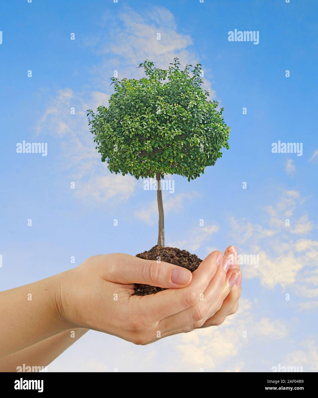 tree in hands Stock Photo - Alamy