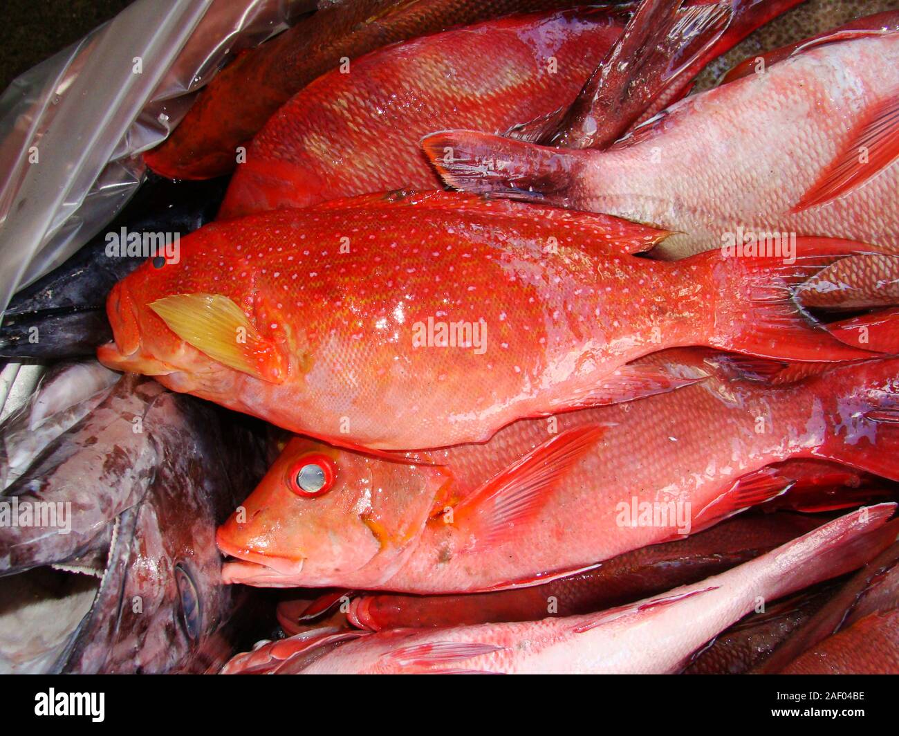 Reef fish for sale in a fish stall in Mindoro island, Philippines Stock ...