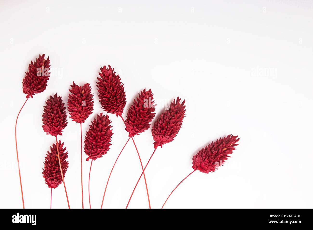 Decorative red colored spikelet isolated on white background, top view ...