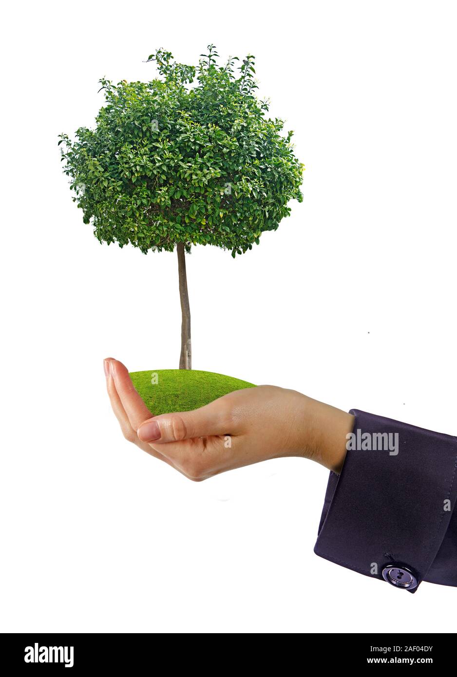 tree in hand Stock Photo - Alamy
