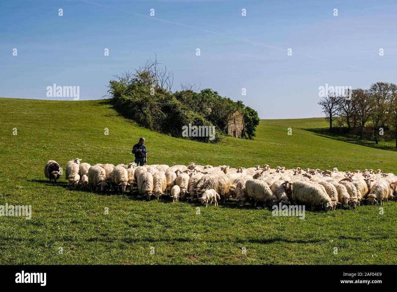 Sheep Pastor