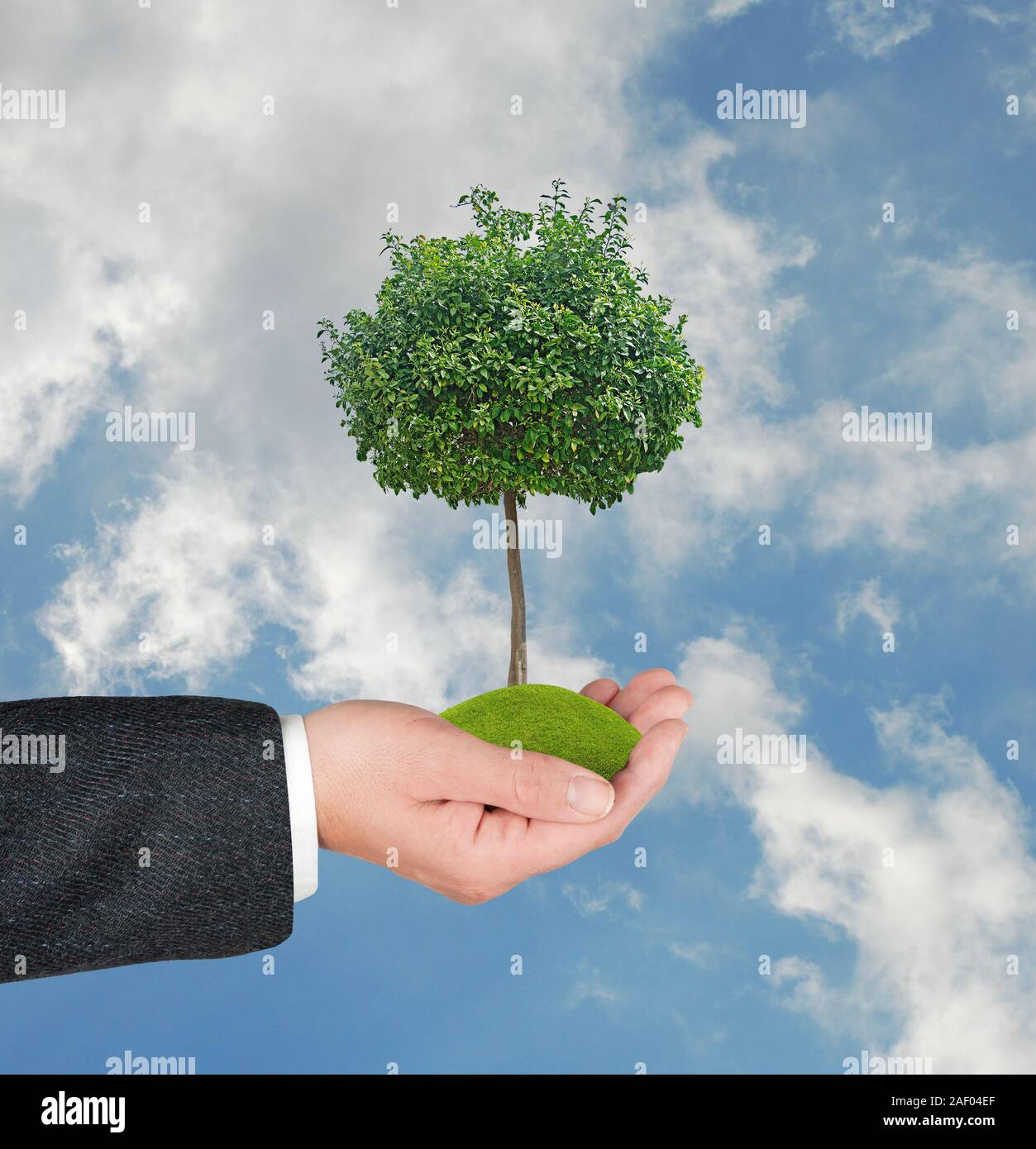 Orange tree in hand Stock Photo - Alamy