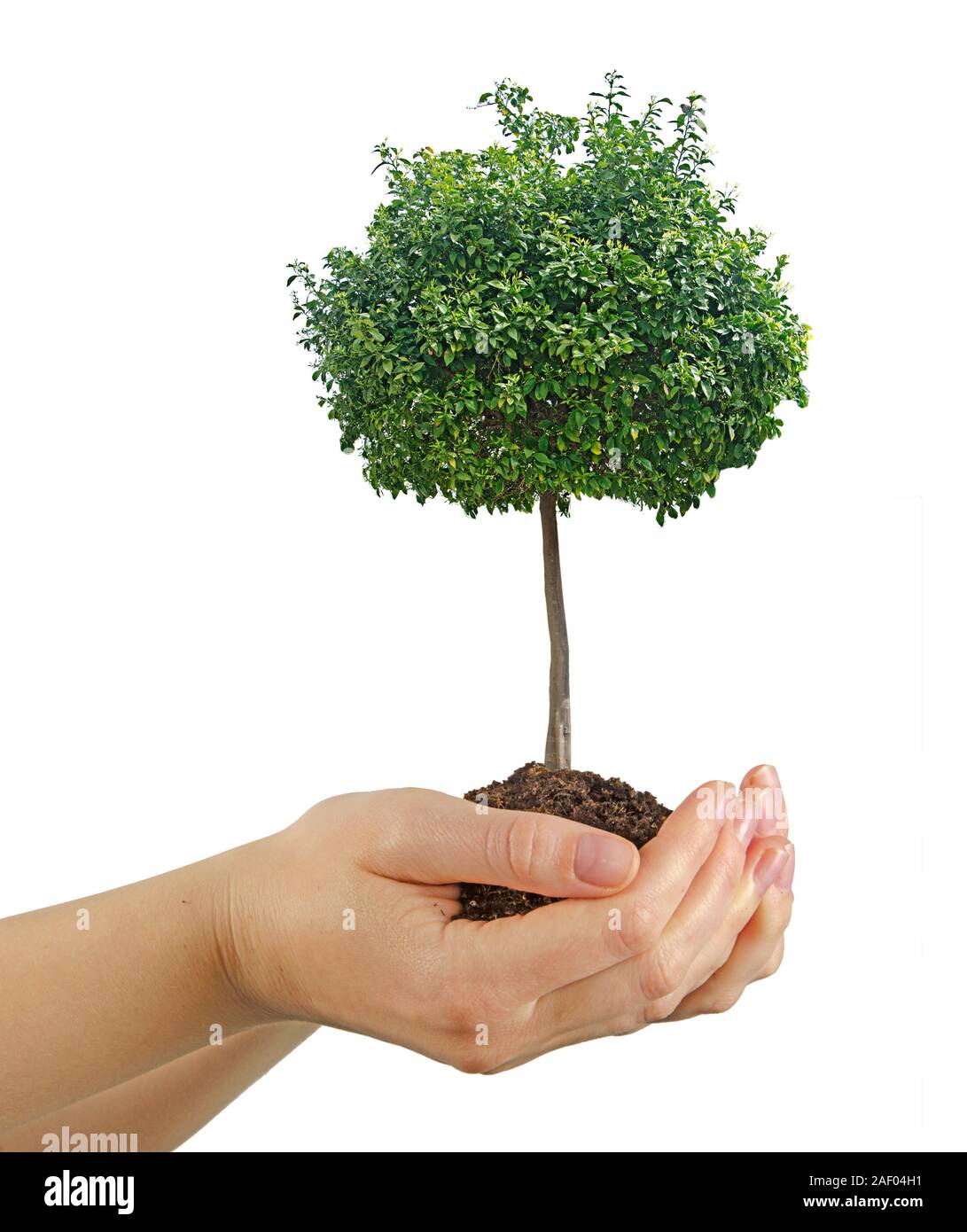 tree in hands Stock Photo - Alamy
