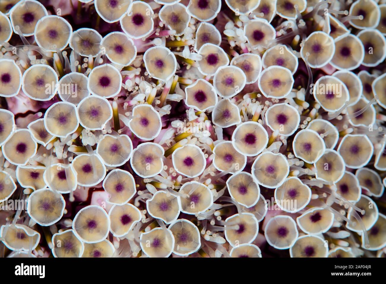 Detail of a Flower urchin, Toxopneustes pileolus, underwater in Lembeh ...