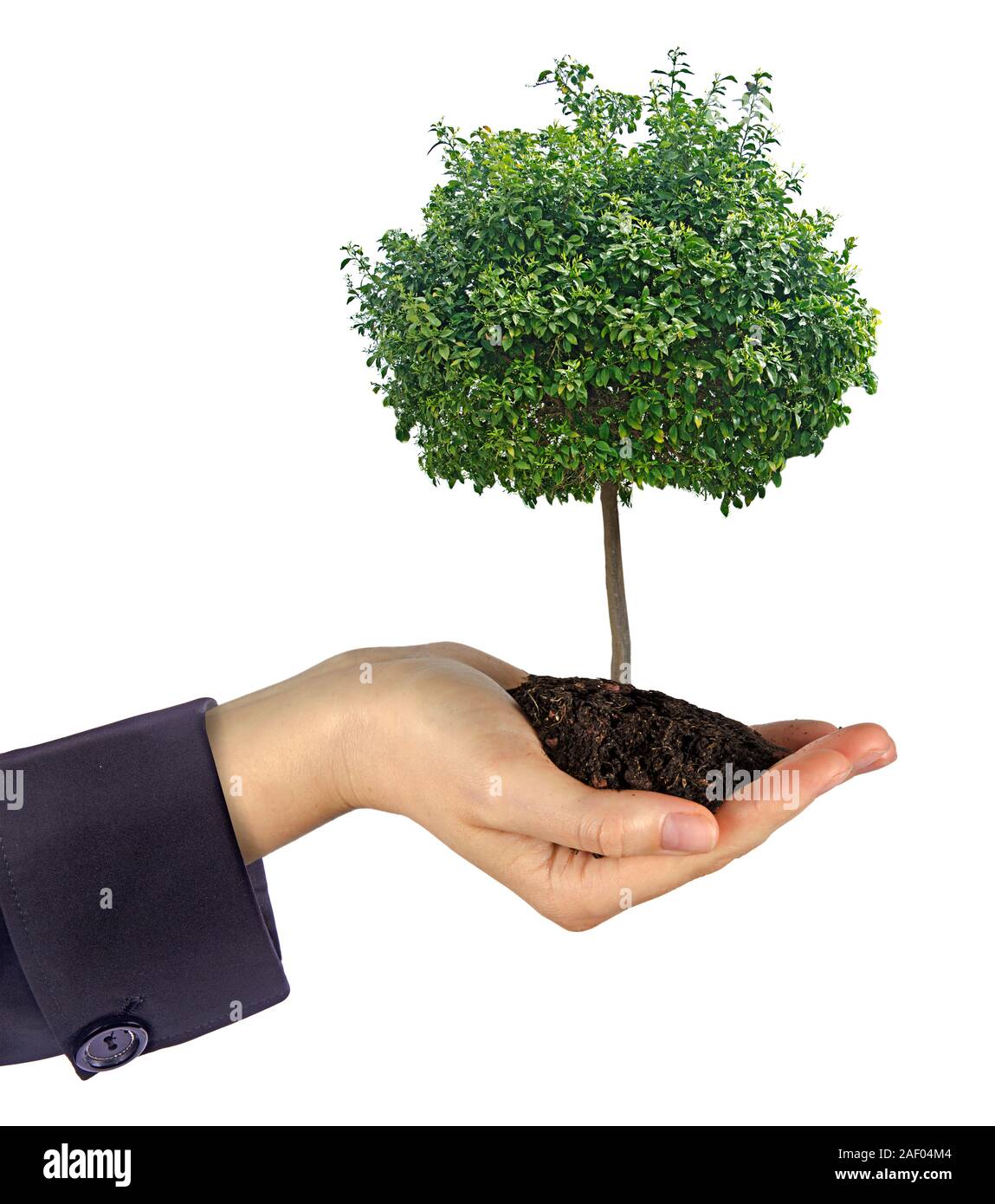 tree in hands Stock Photo - Alamy