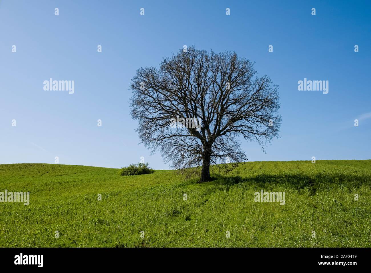 Tree without leafes hi-res stock photography and images - Alamy