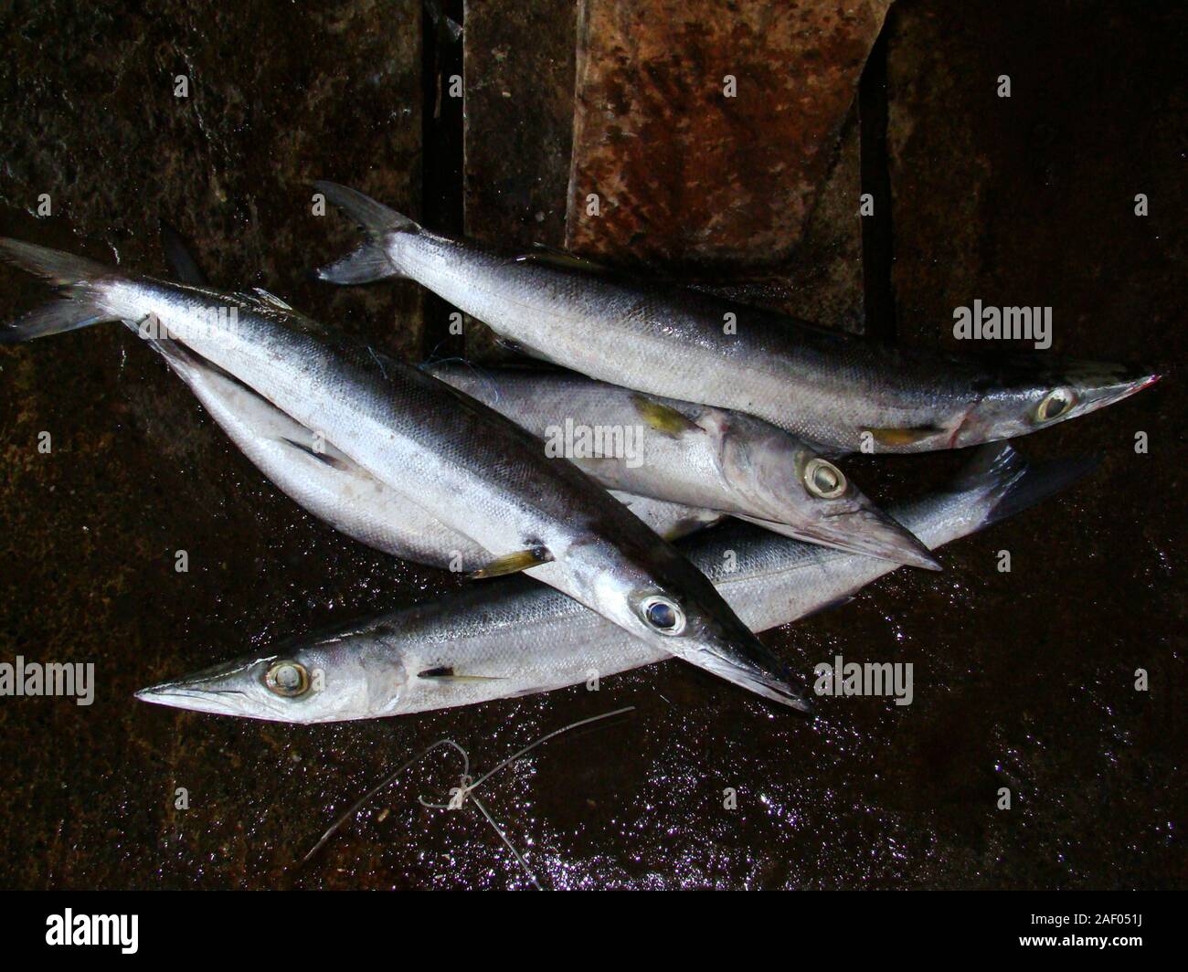 Freshly caught unidentified species for sale in a fish stall in Mindoro ...