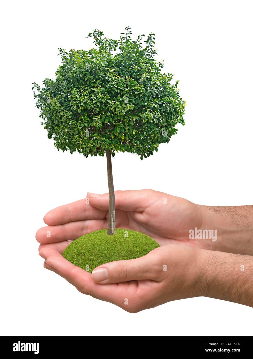 Planting fruit tree Cut Out Stock Images & Pictures - Alamy