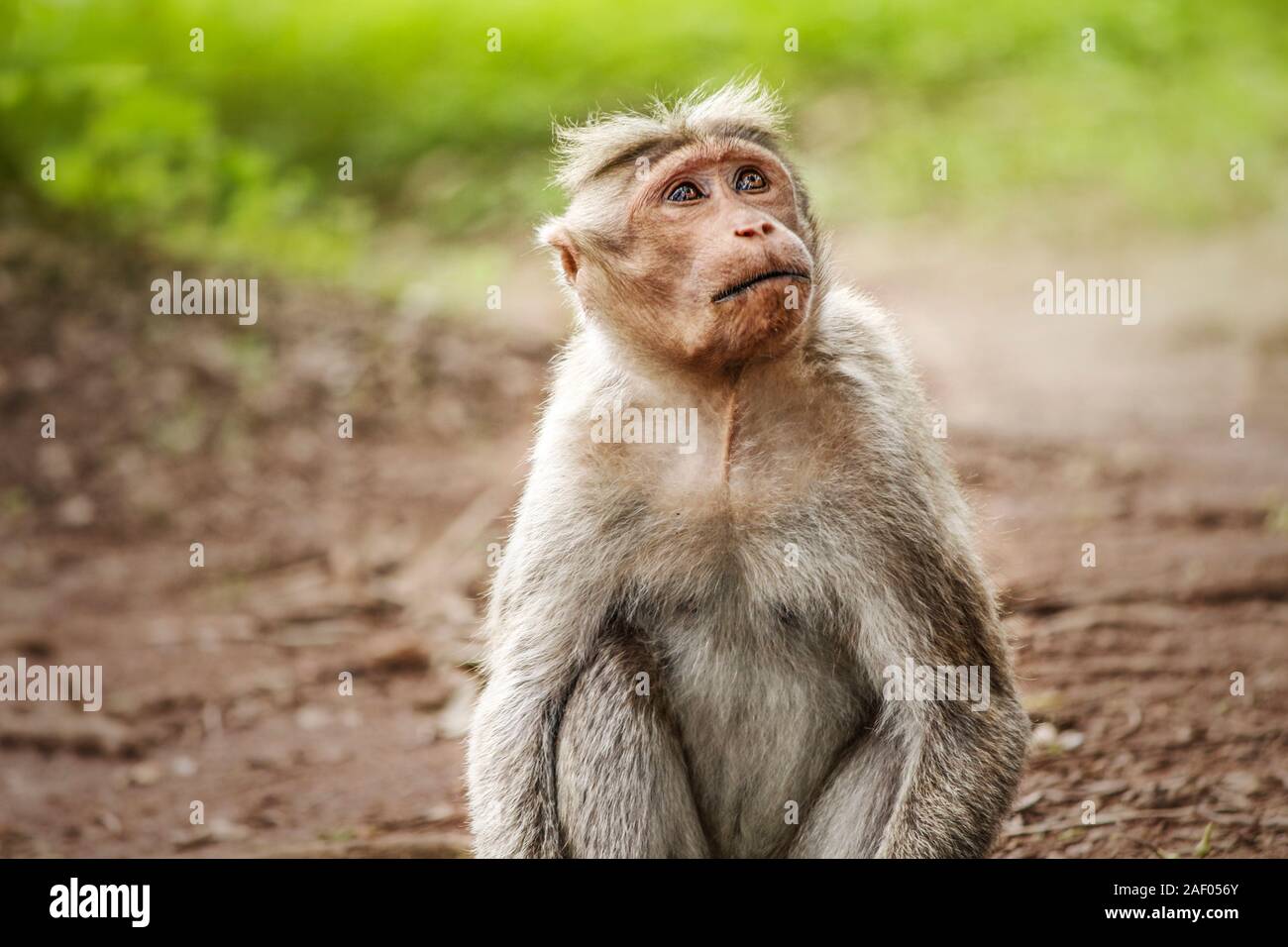 Monkey emotions hi-res stock photography and images - Alamy
