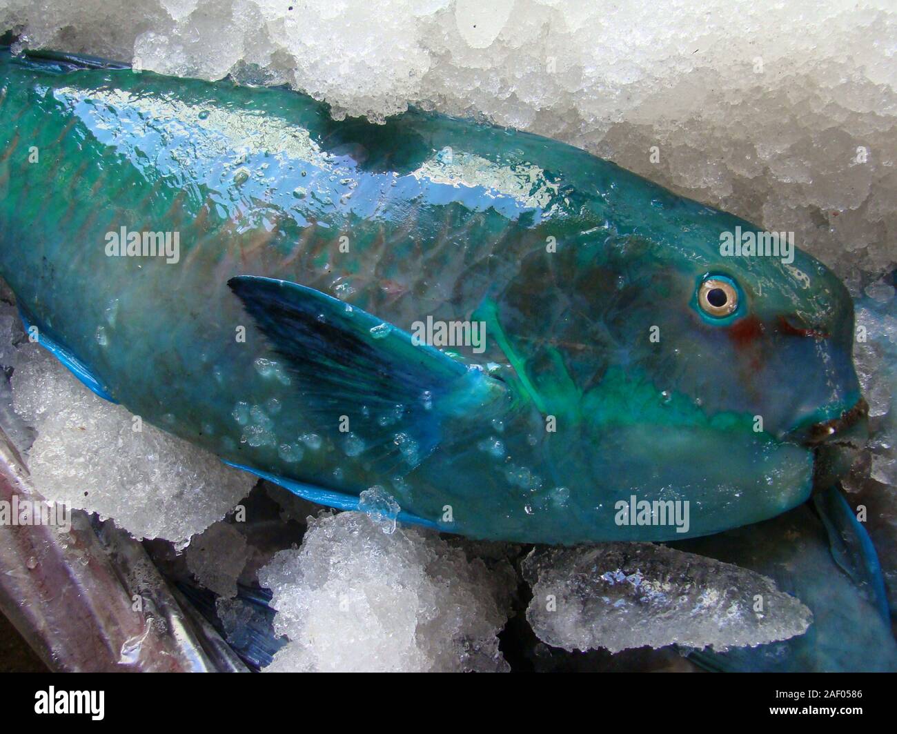 Freshly caught Parrotfish in a fish stall in Mindoro island ...