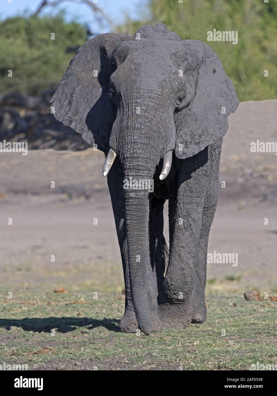 African bush elephant standing Stock Photo - Alamy
