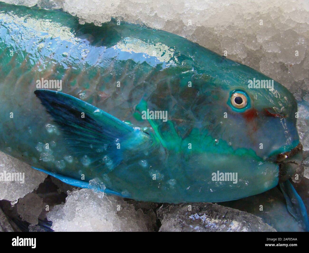 Freshly caught Parrotfish in a fish stall in Mindoro island ...
