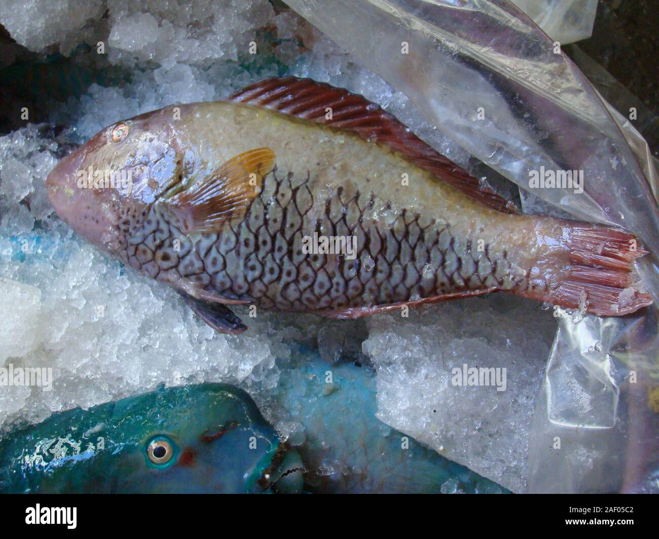 Freshly caught Parrotfish in a fish stall in Mindoro island ...