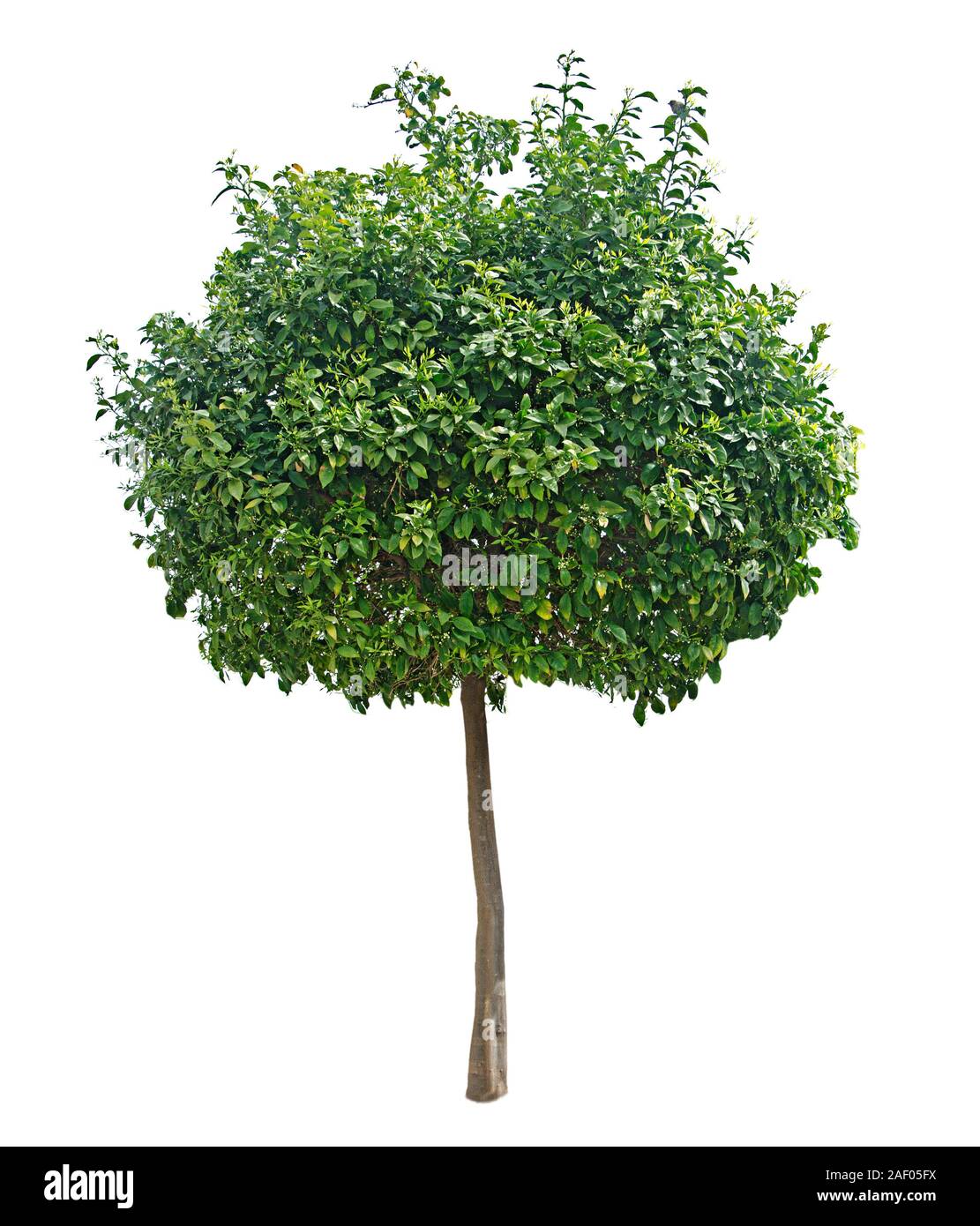 White grapefruit tree Cut Out Stock Images & Pictures - Alamy