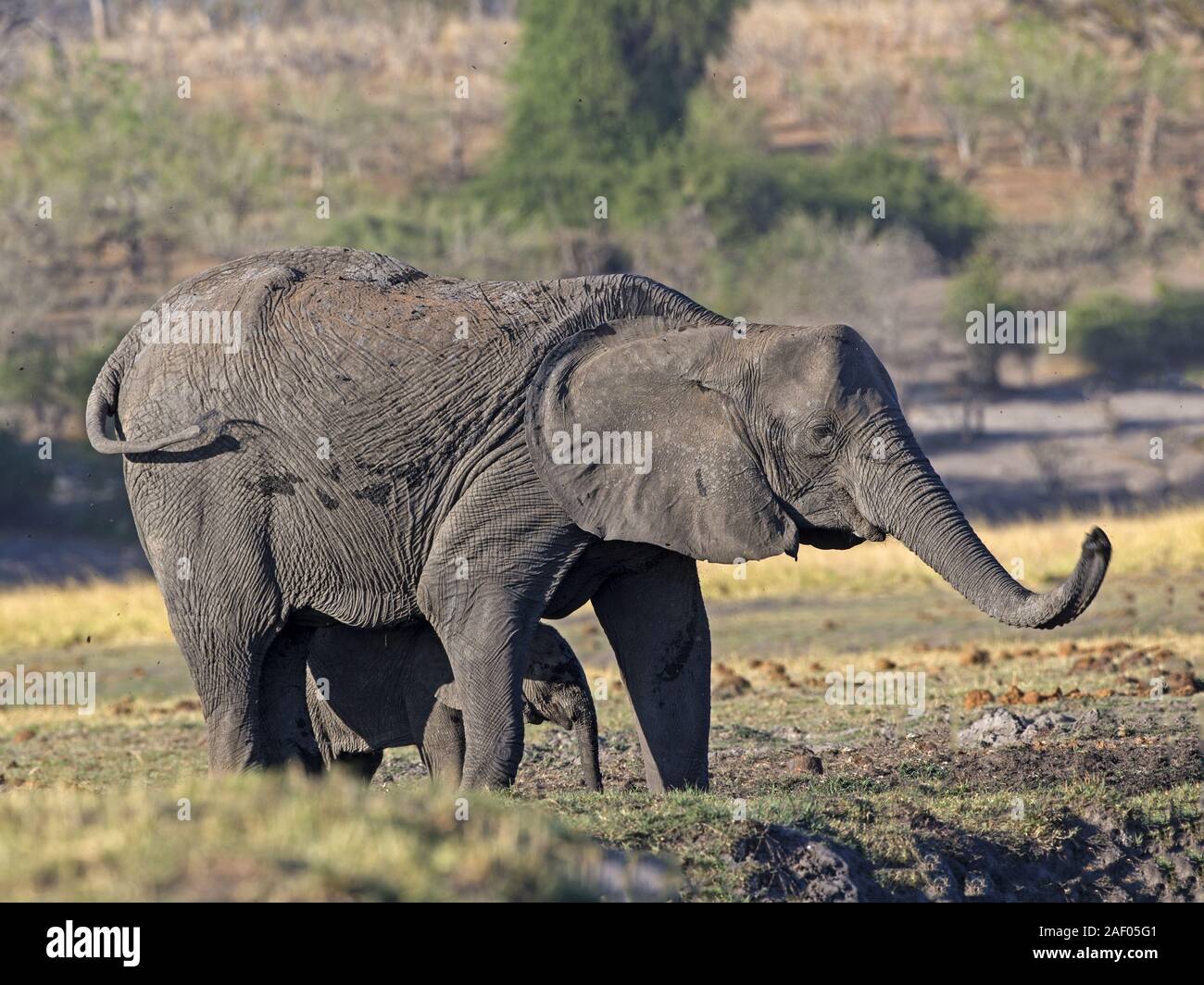 Female African bush elephant with young under belly Stock Photo - Alamy