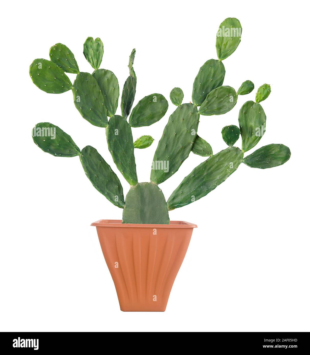 cactus isolated on white background Stock Photo - Alamy