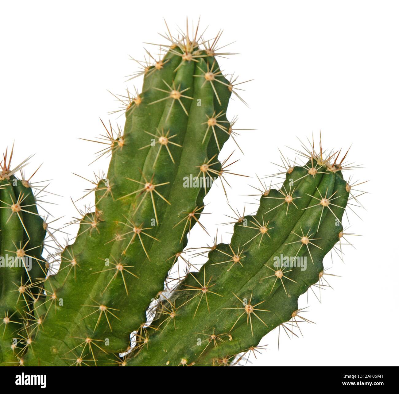 cactus isolated on white background Stock Photo - Alamy