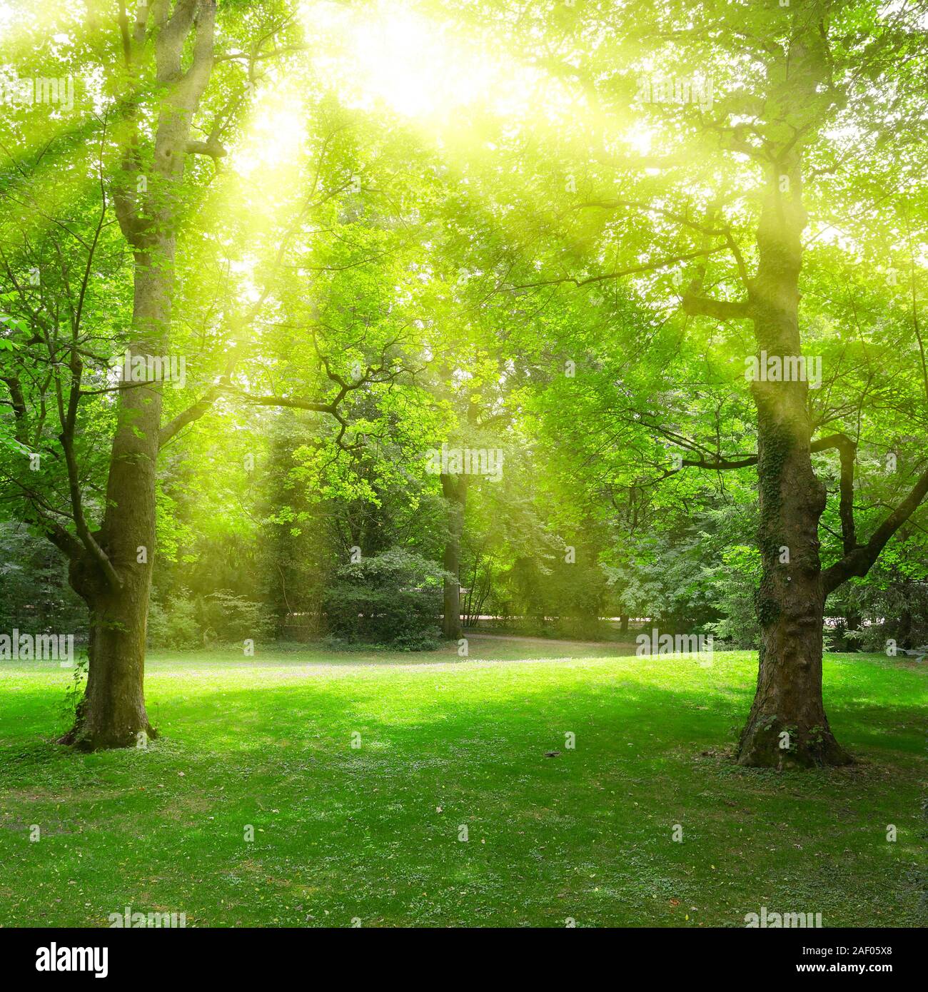 Sunlight through leaves hi-res stock photography and images - Alamy
