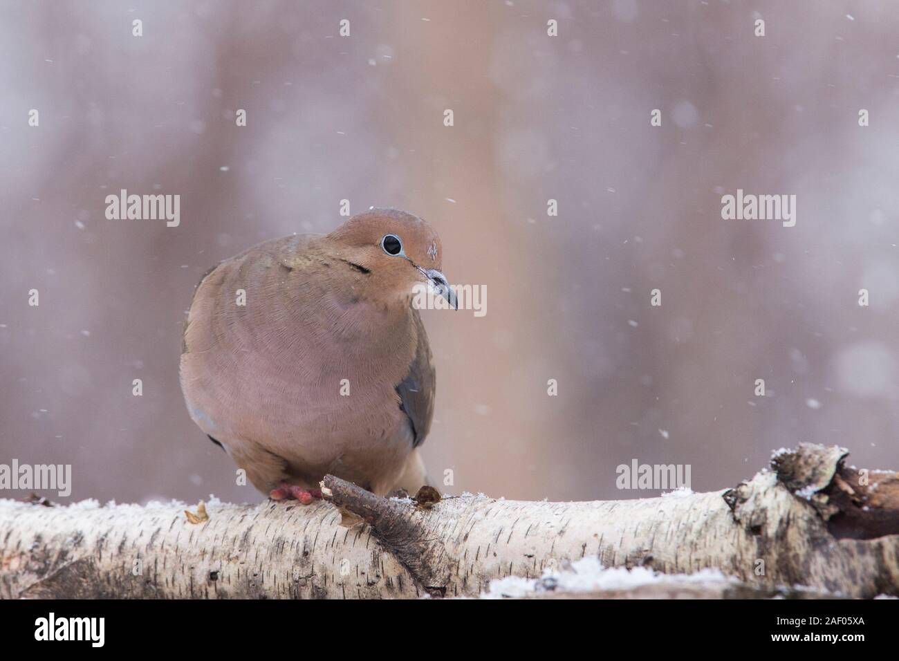 mourning dove (Zenaida macroura Stock Photo - Alamy