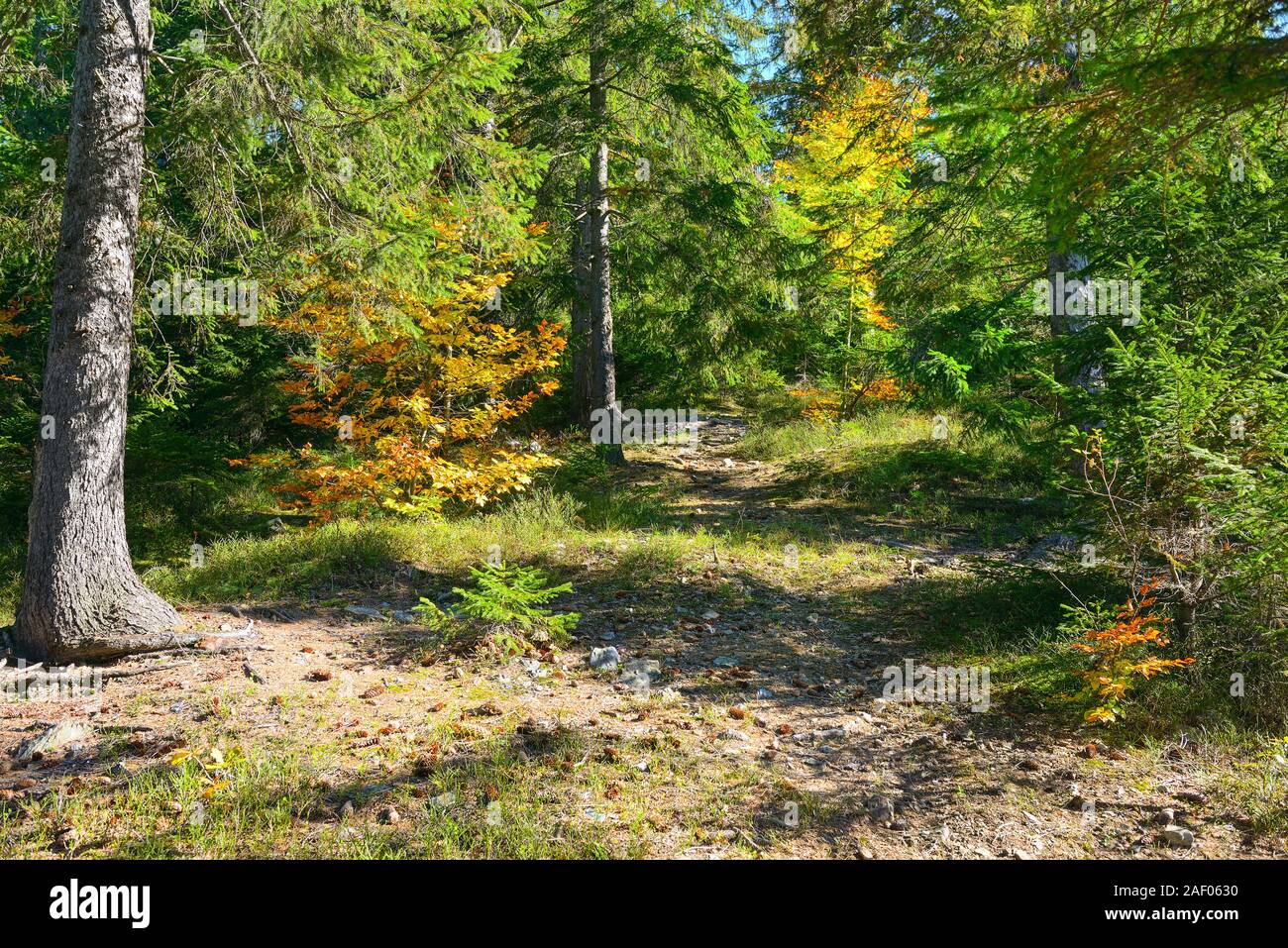 Coniferous and deciduous trees in brightly lit autumn forest. Fall ...