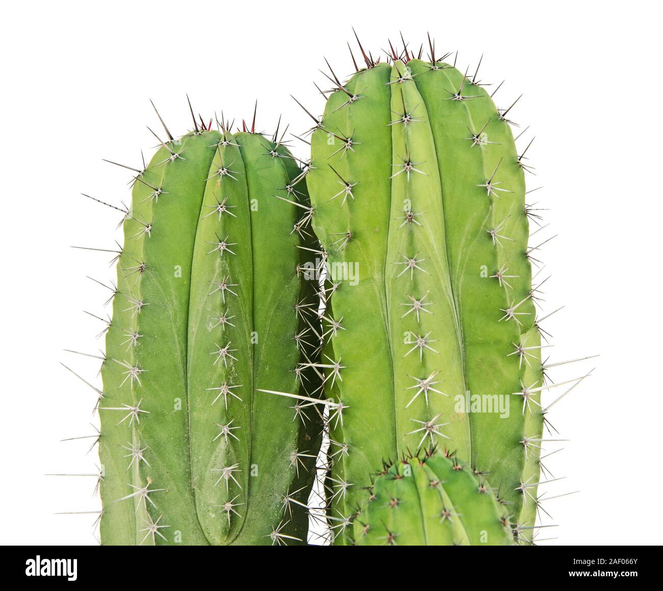 cactus isolated on white background Stock Photo - Alamy