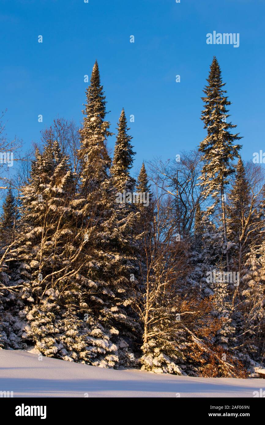 Laurentian forest in winter, Mont Tremblant national Park, Canada Stock ...